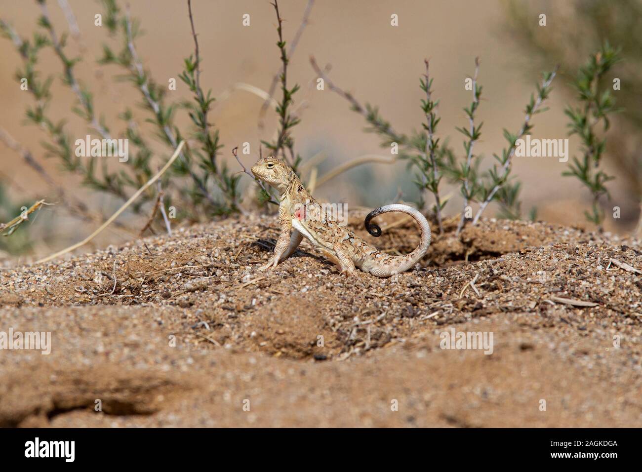 A Tuva toad-head Agama (Phrynocephalus versicolor) in Gobi Desert ...