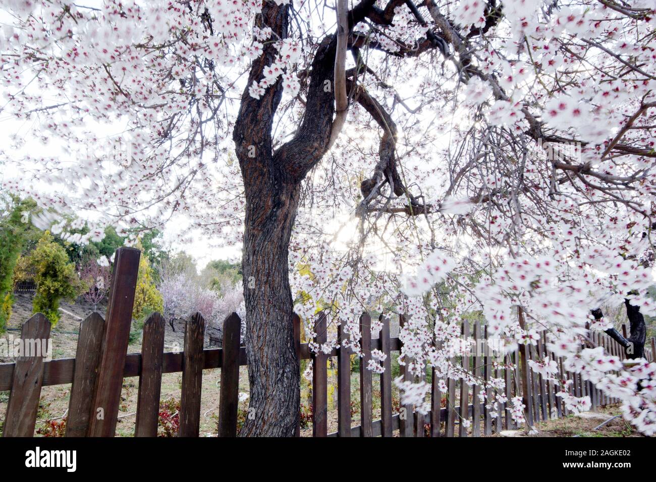 Fence tree tree brunch hi-res stock photography and images - Alamy