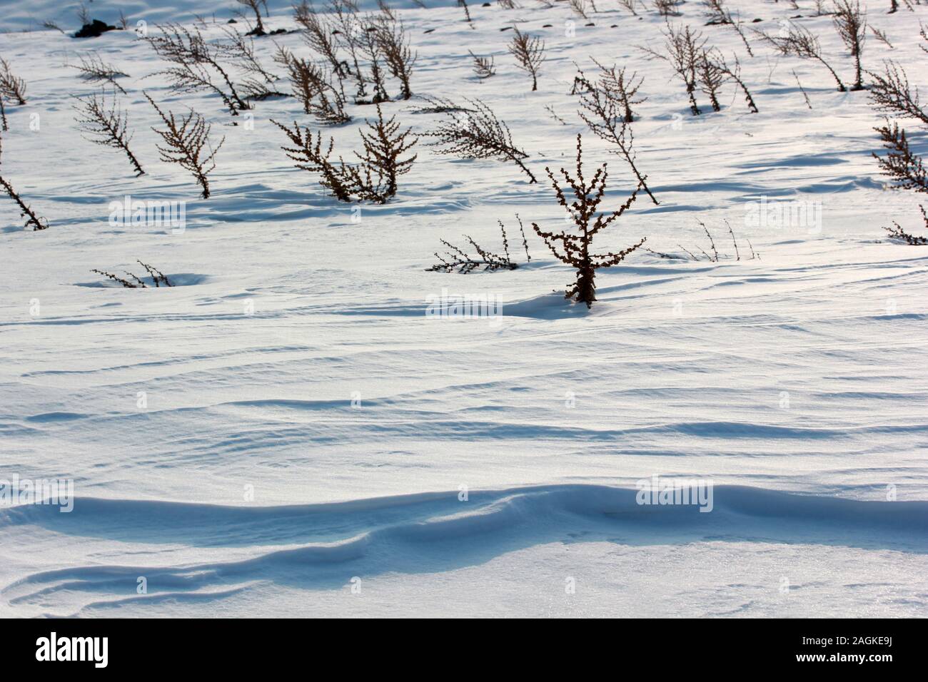 dry mullein plant on snow Stock Photo - Alamy
