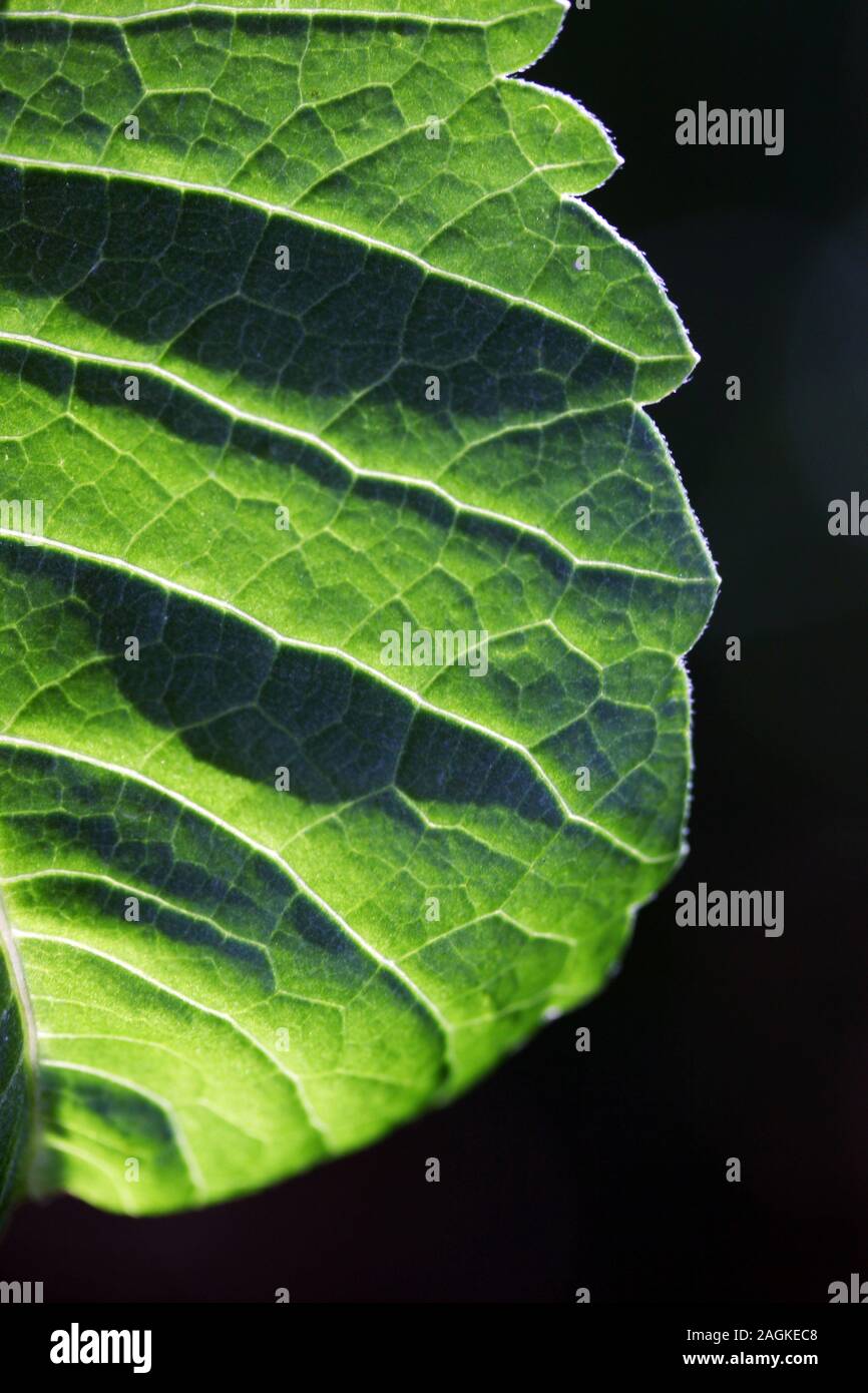 green leaf veins close up image Stock Photo - Alamy