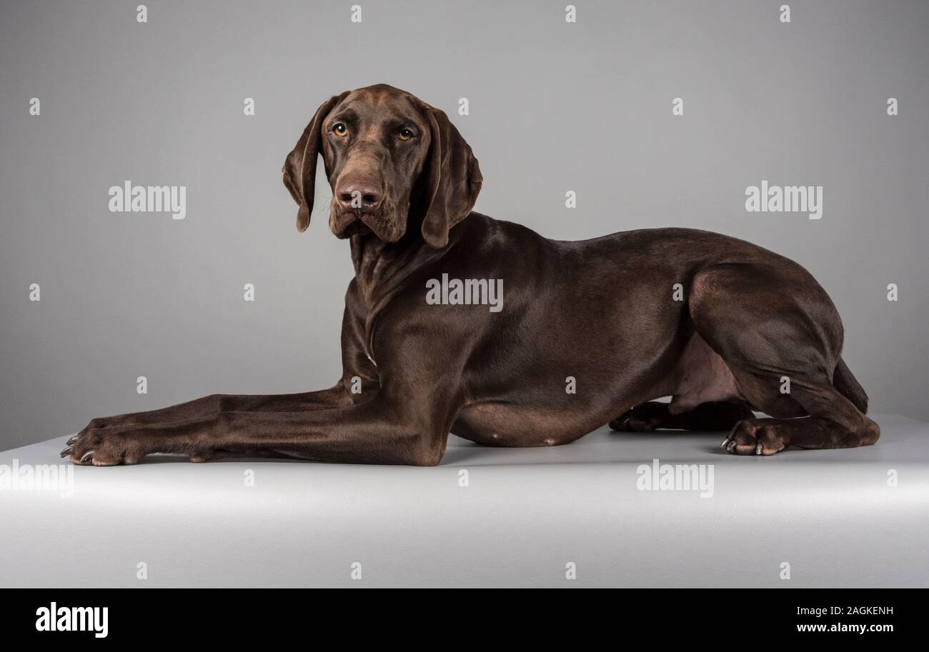 German shorthaired pointer studio hi-res stock photography and images ...