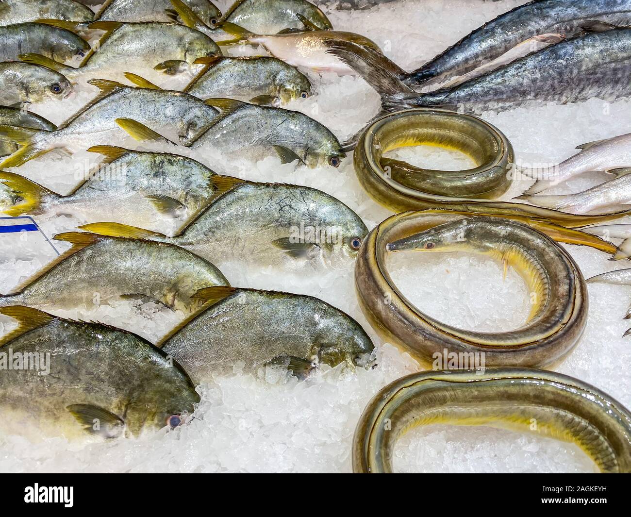 Frozen plaice fish and eel on ice at seafood store Stock Photo - Alamy