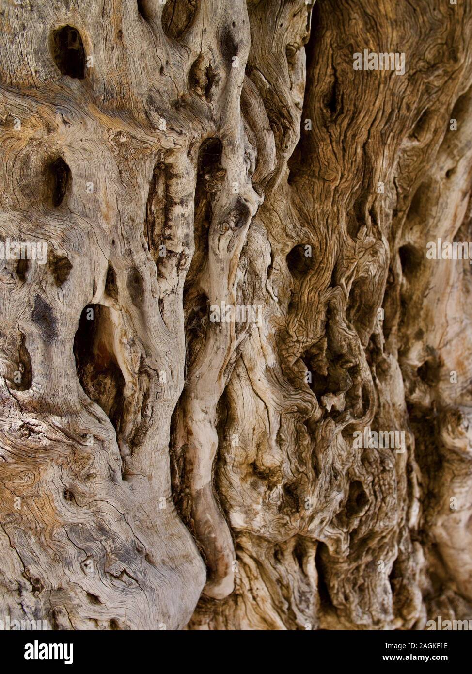 Drawing formed by bark on a tree trunk, Larnaca, Cyprus Stock Photo - Alamy