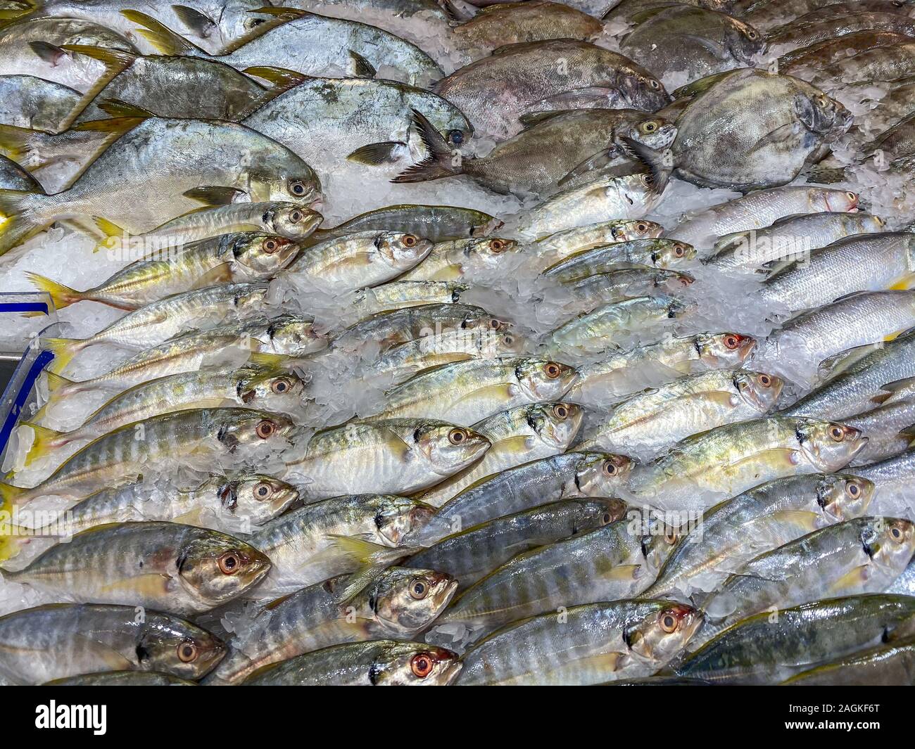 Mackerel fish frozen on ice for sale at seafood market Stock Photo - Alamy