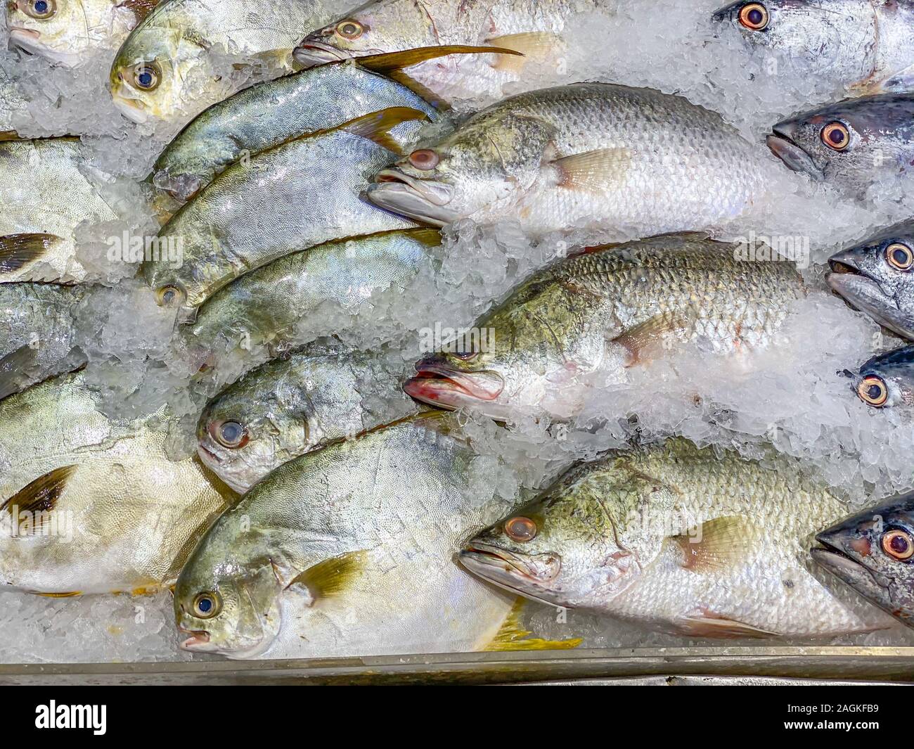 Sea Plaice Fish High Resolution Stock Photography and Images - Alamy