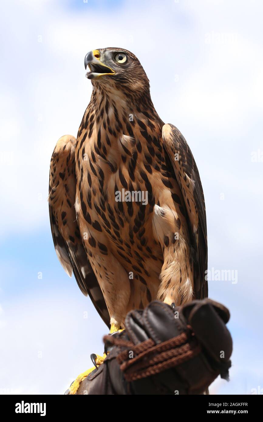 Northern goshawk flying america hi-res stock photography and images - Alamy