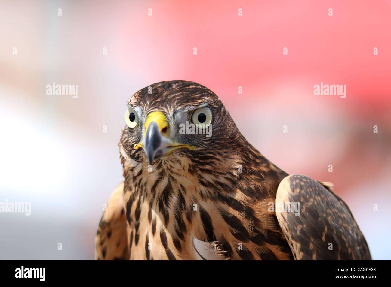Northern goshawk america hi-res stock photography and images - Alamy