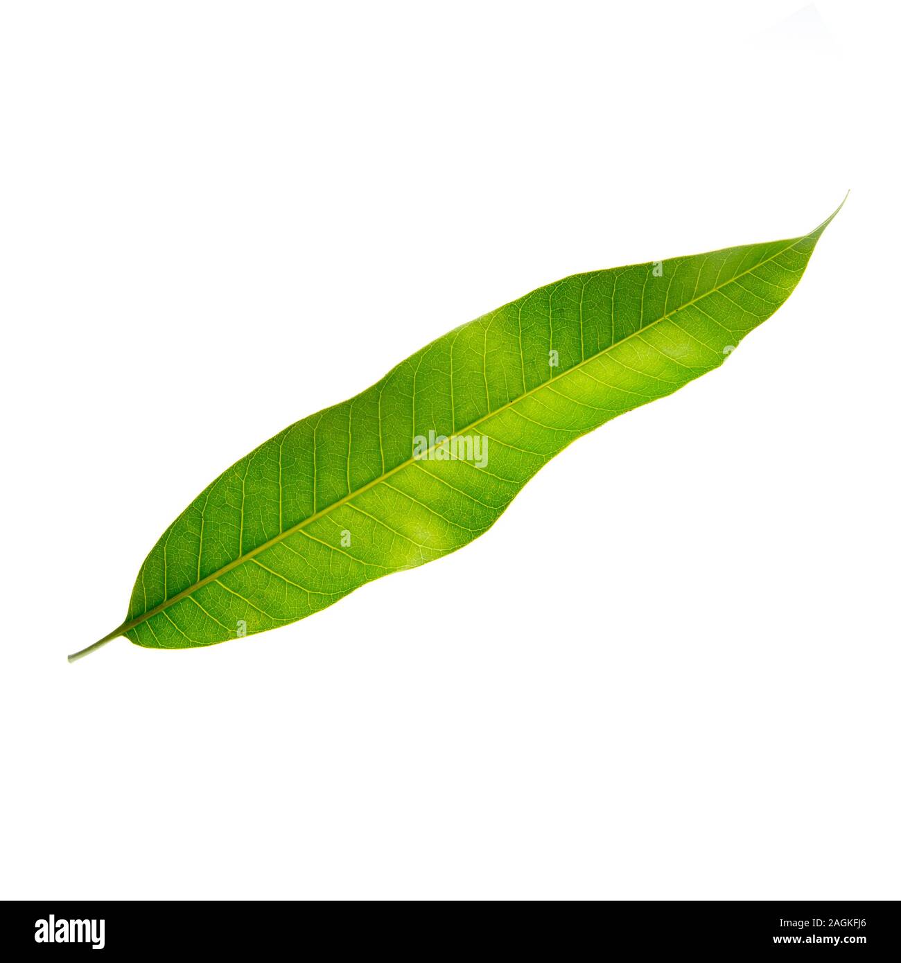 Leaves of a mango tree Cut Out Stock Images & Pictures - Alamy