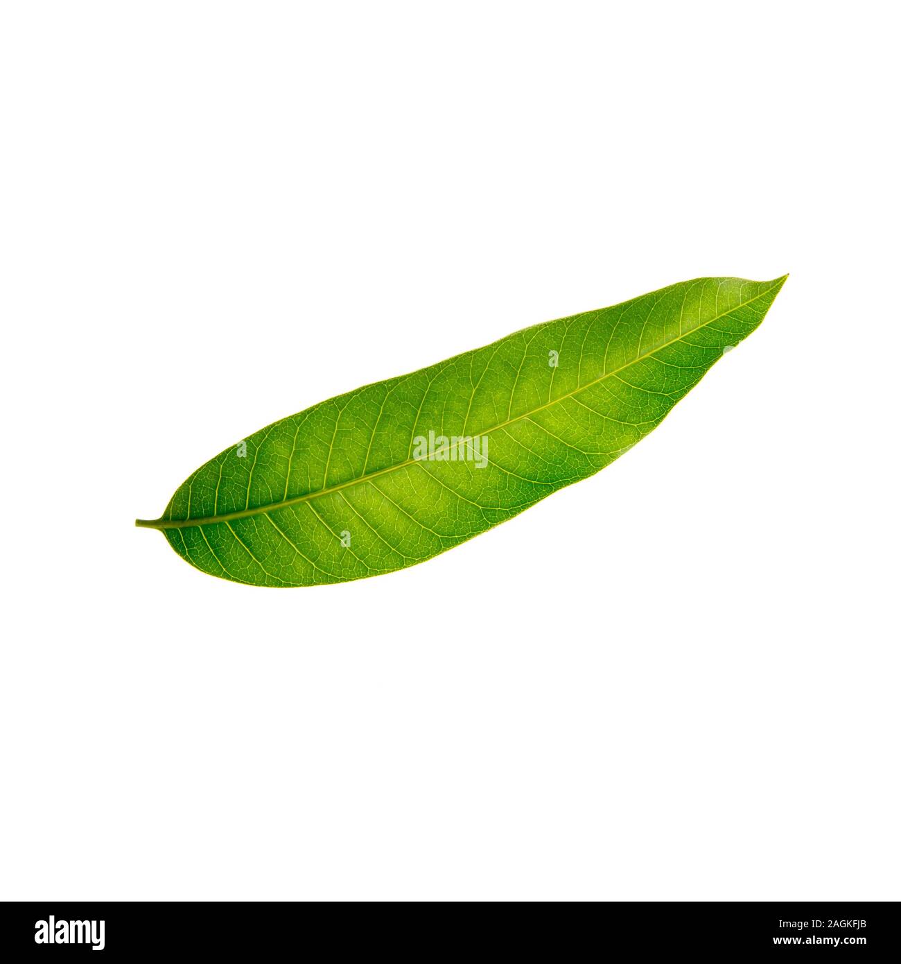Leaves of a mango tree Cut Out Stock Images & Pictures - Alamy