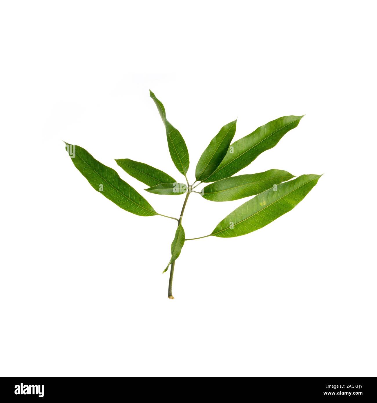 Mango with leaf hi-res stock photography and images - Alamy