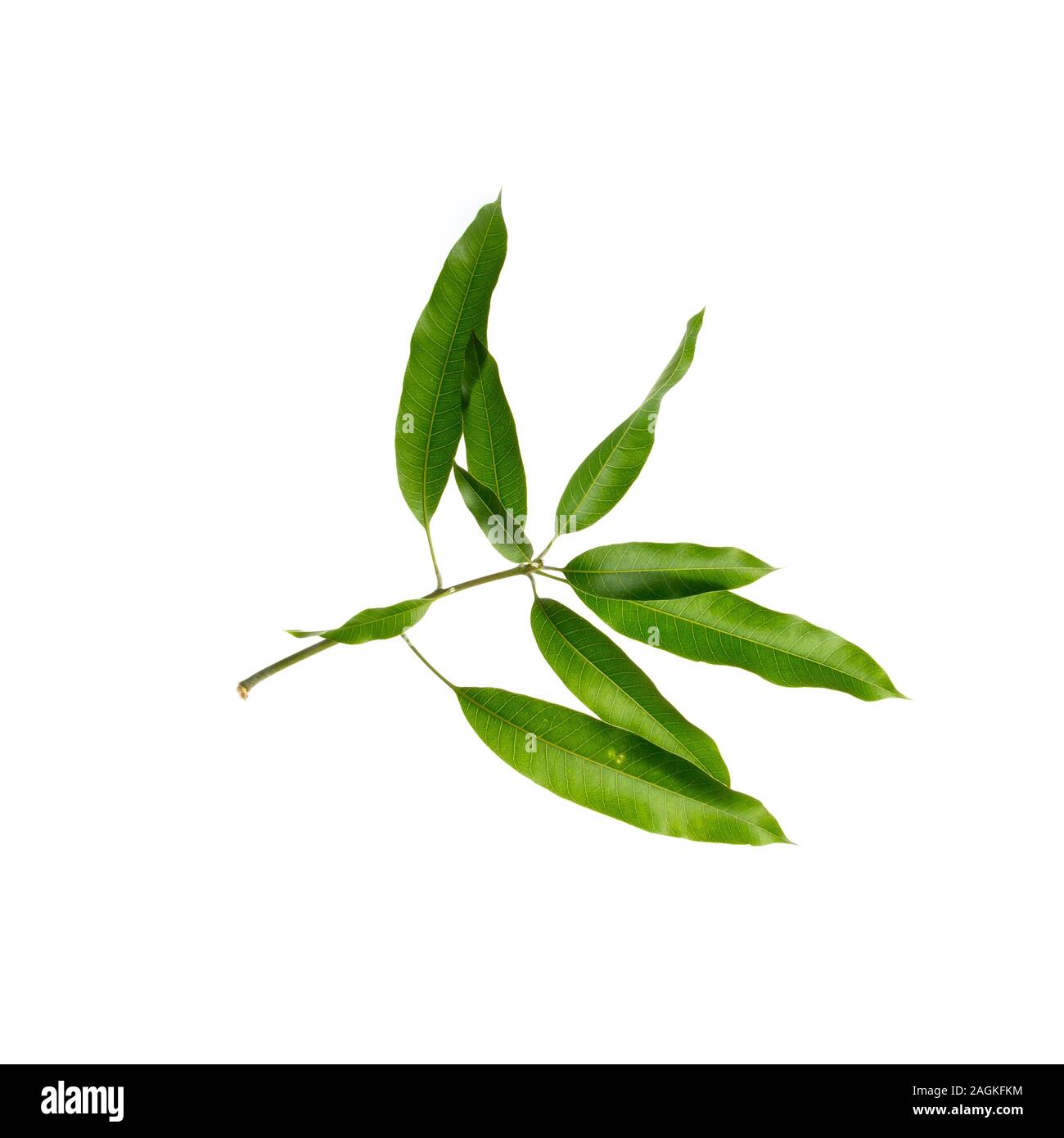 Mango Leaves High Resolution Stock Photography and Images - Alamy