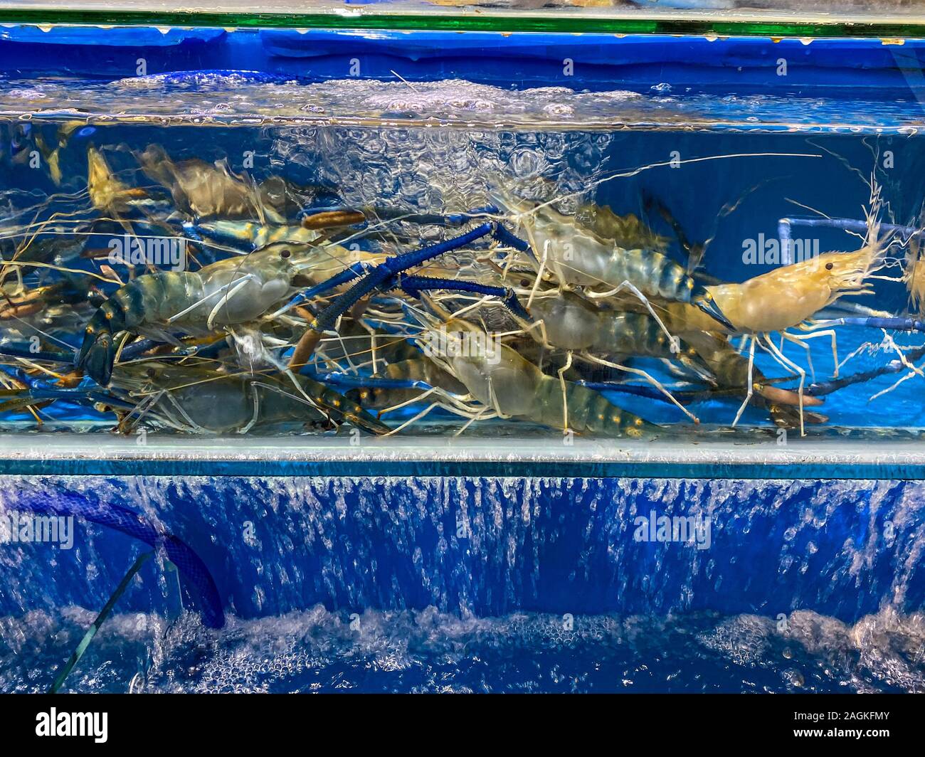 Alive crawfish inside a tank at seafood market Stock Photo - Alamy