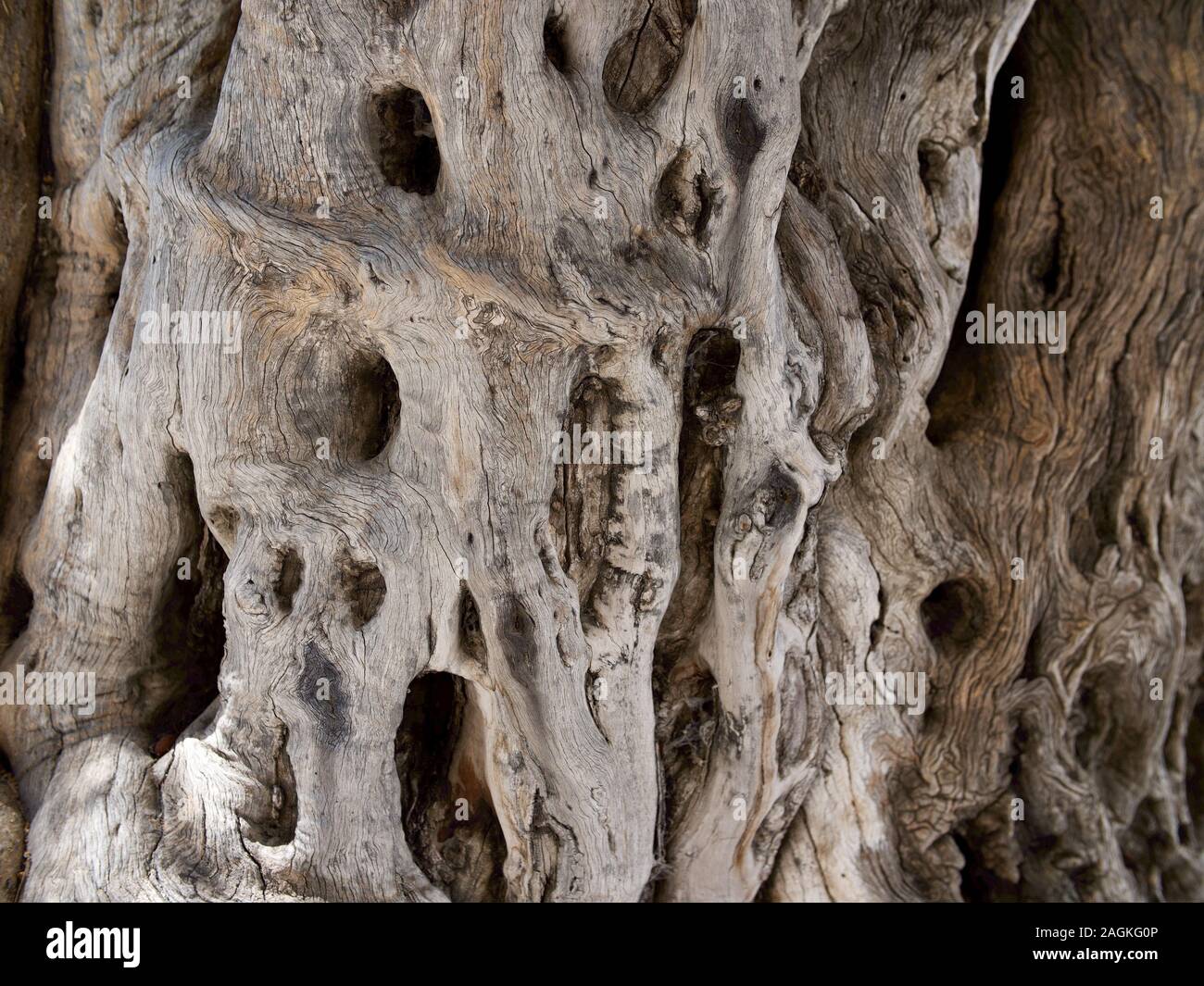 Drawing formed by bark on a tree trunk, Larnaca, Cyprus Stock Photo - Alamy