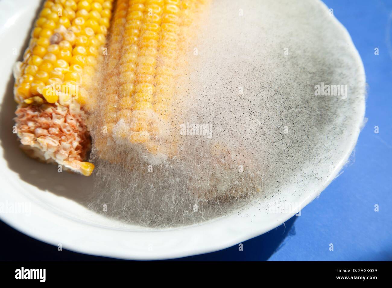 moldy corn in the plate Stock Photo - Alamy
