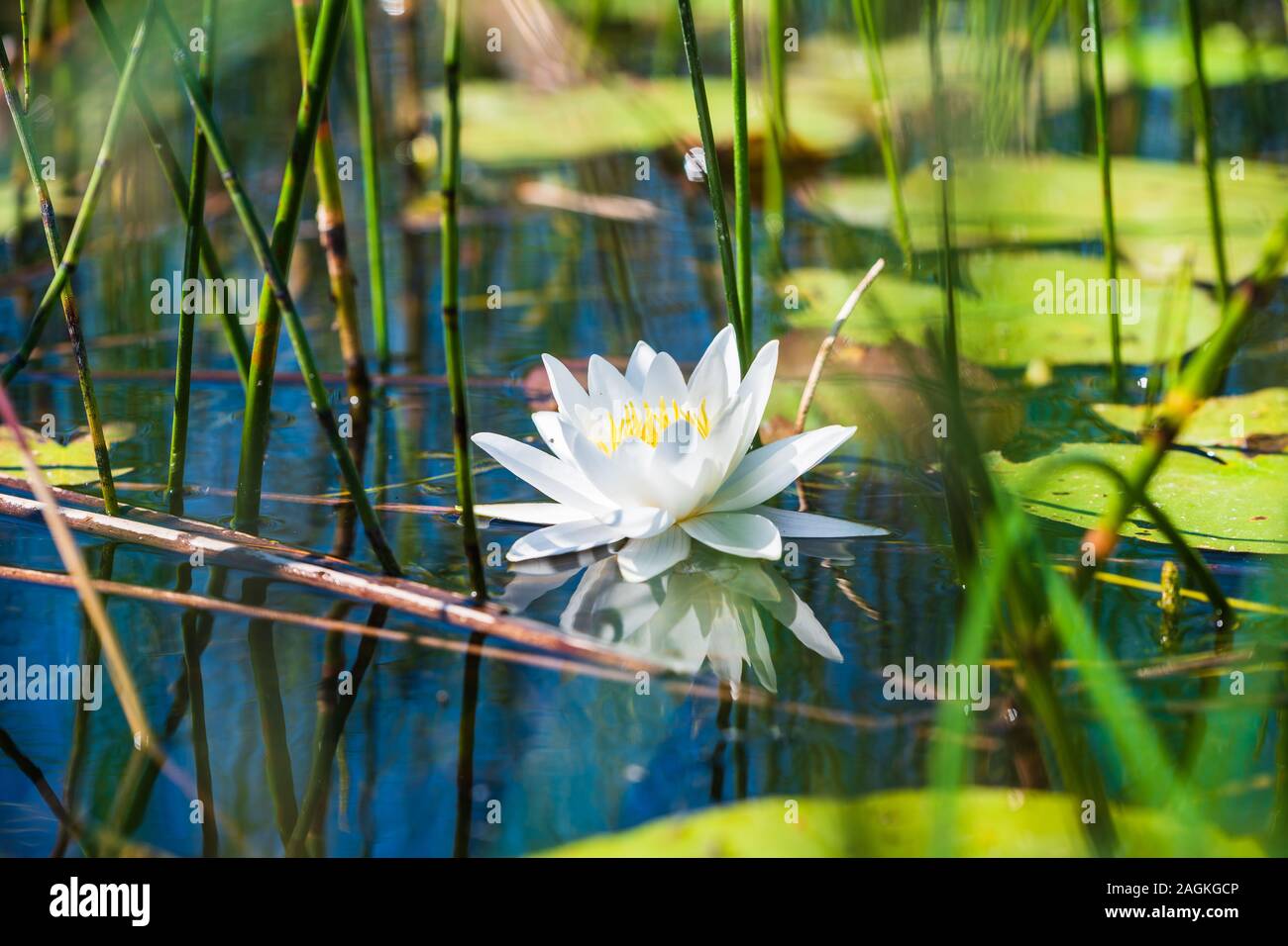 Lily pads in flower hi-res stock photography and images - Alamy