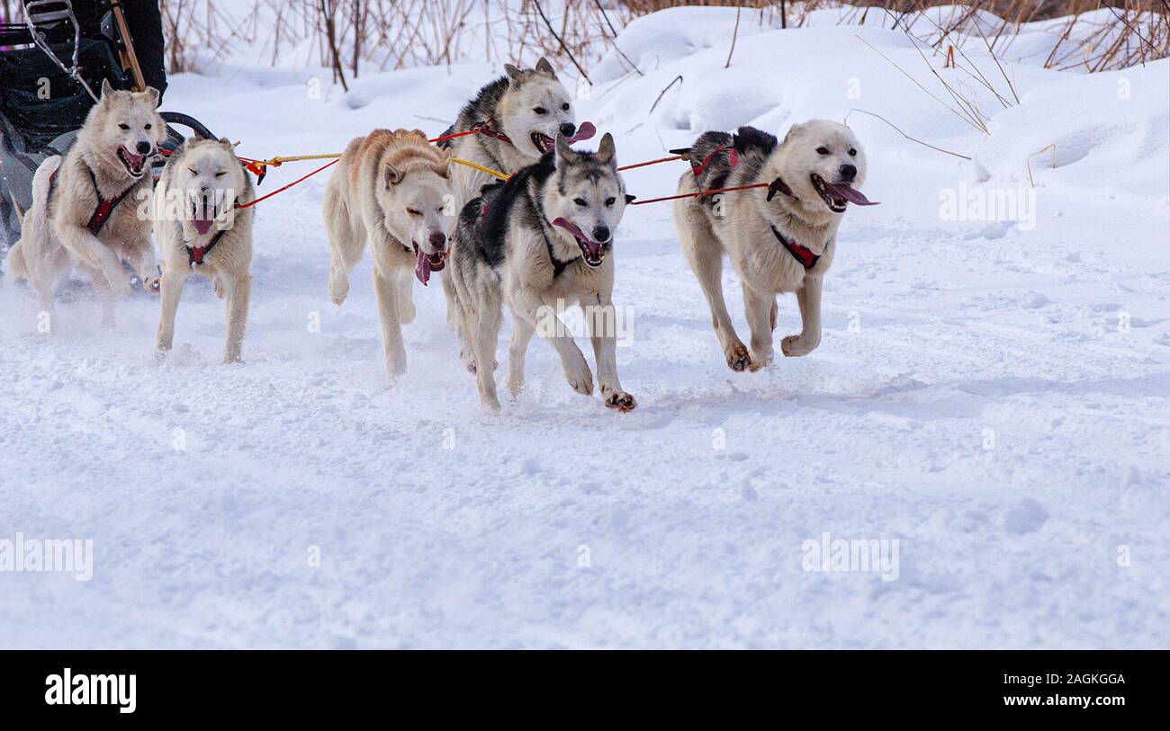 The sled dog race on snow in winter Stock Photo - Alamy