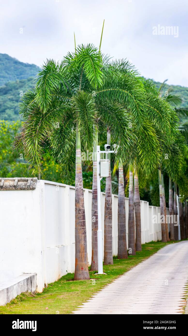 The Security video camera on a palm tree stem Stock Photo - Alamy
