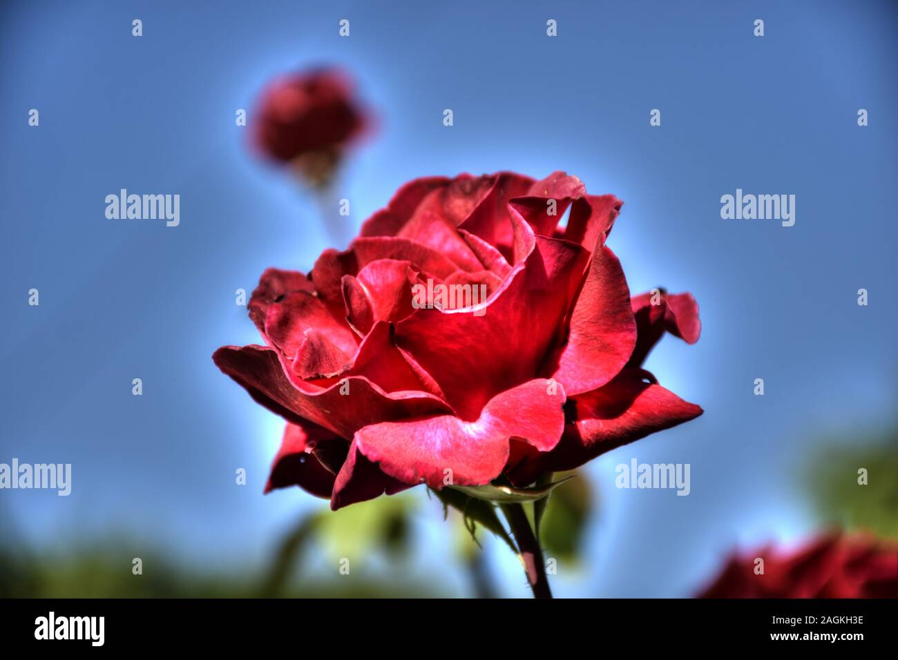 Rose Rosenblatt's Instagram, Twitter & Facebook on IDCrawl