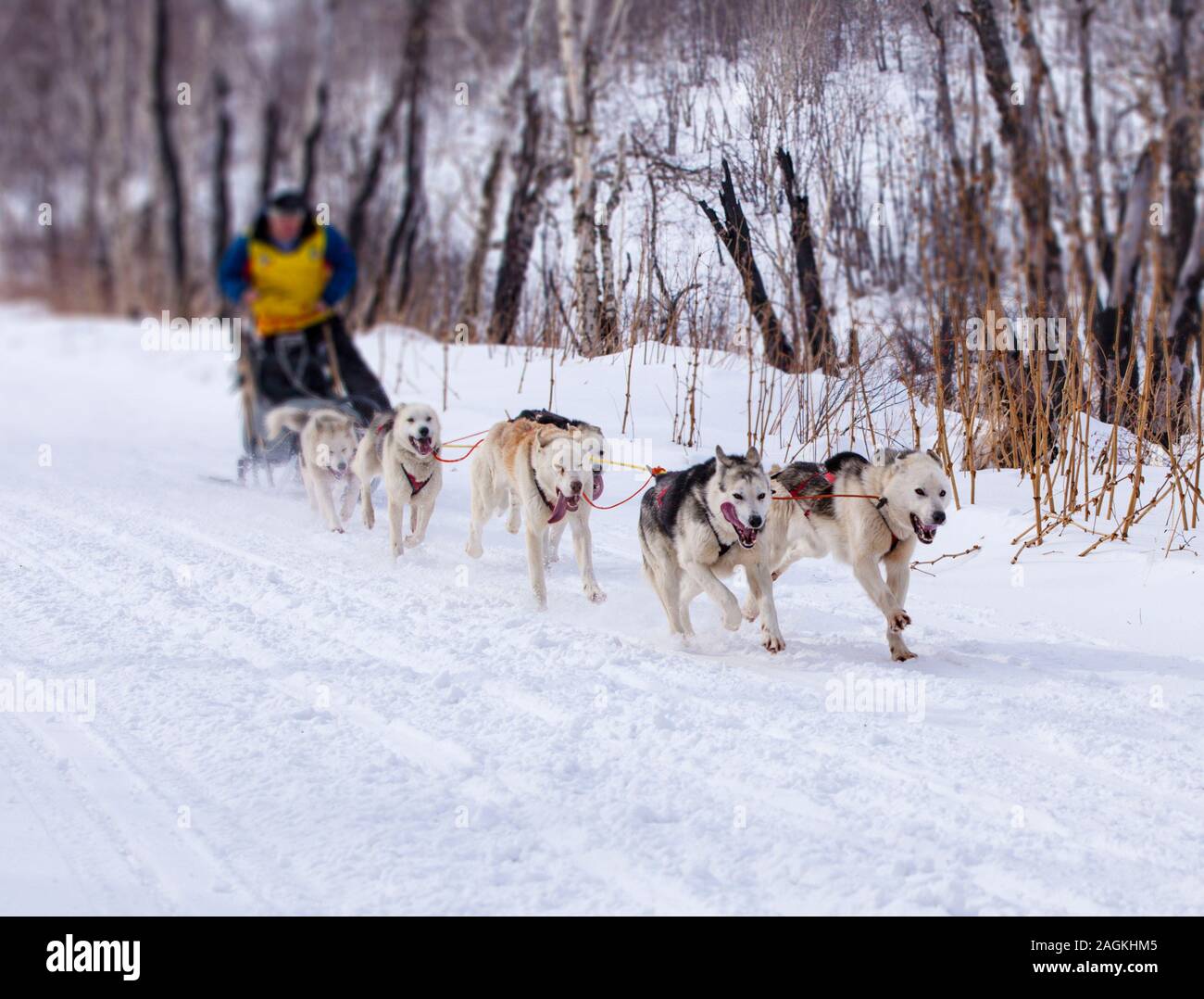 The musher hiding behind sleigh at sled dog race on snow in winter ...