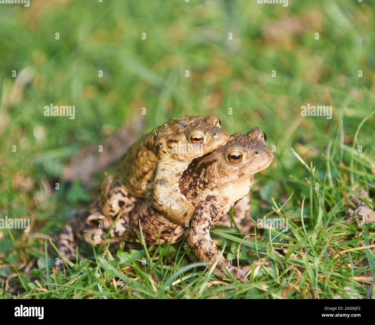 European toad bufo bufo couple mating hi-res stock photography and ...