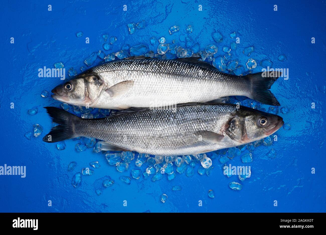 Fresh seabass fish on ice on blue color background, top view with copy ...