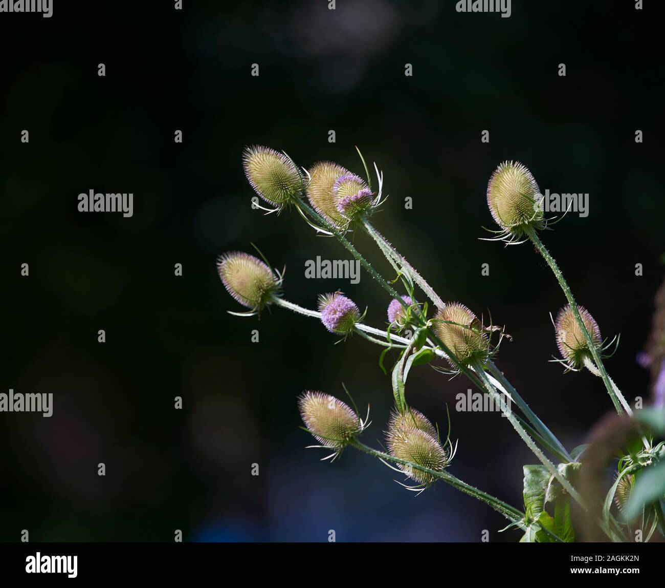 Teasle (Dipsacus fullonum) flowerheads Stock Photo - Alamy