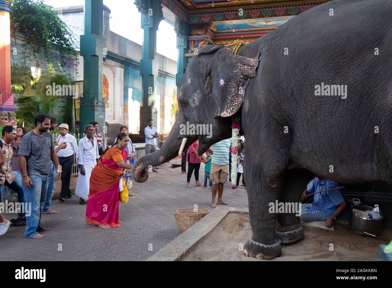 Temple Elephant Blessing Child High Resolution Stock Photography and ...