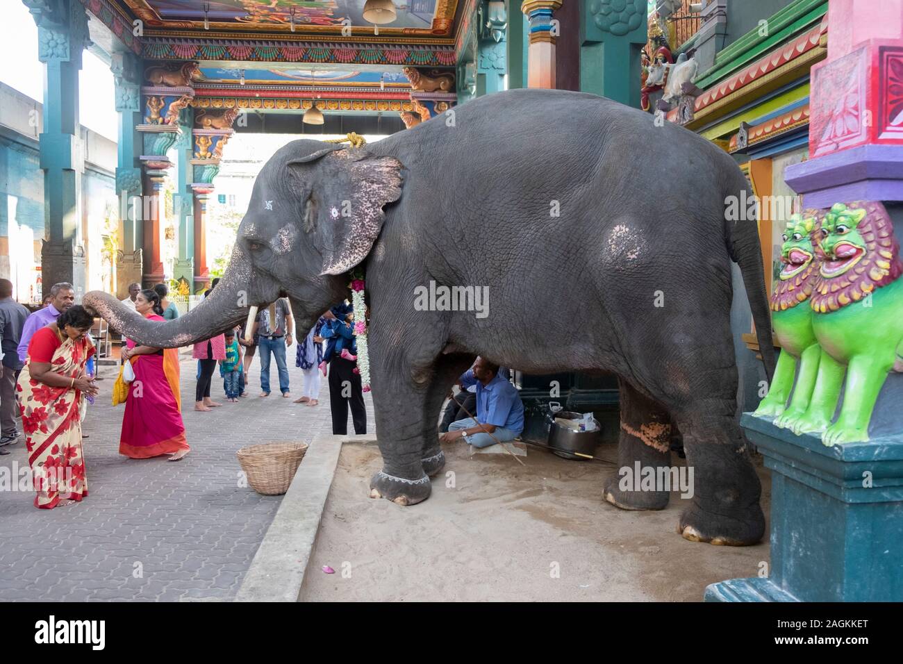 Elephant Lakshmi blessing devotees outside Manakula Vinayagar Temple in ...