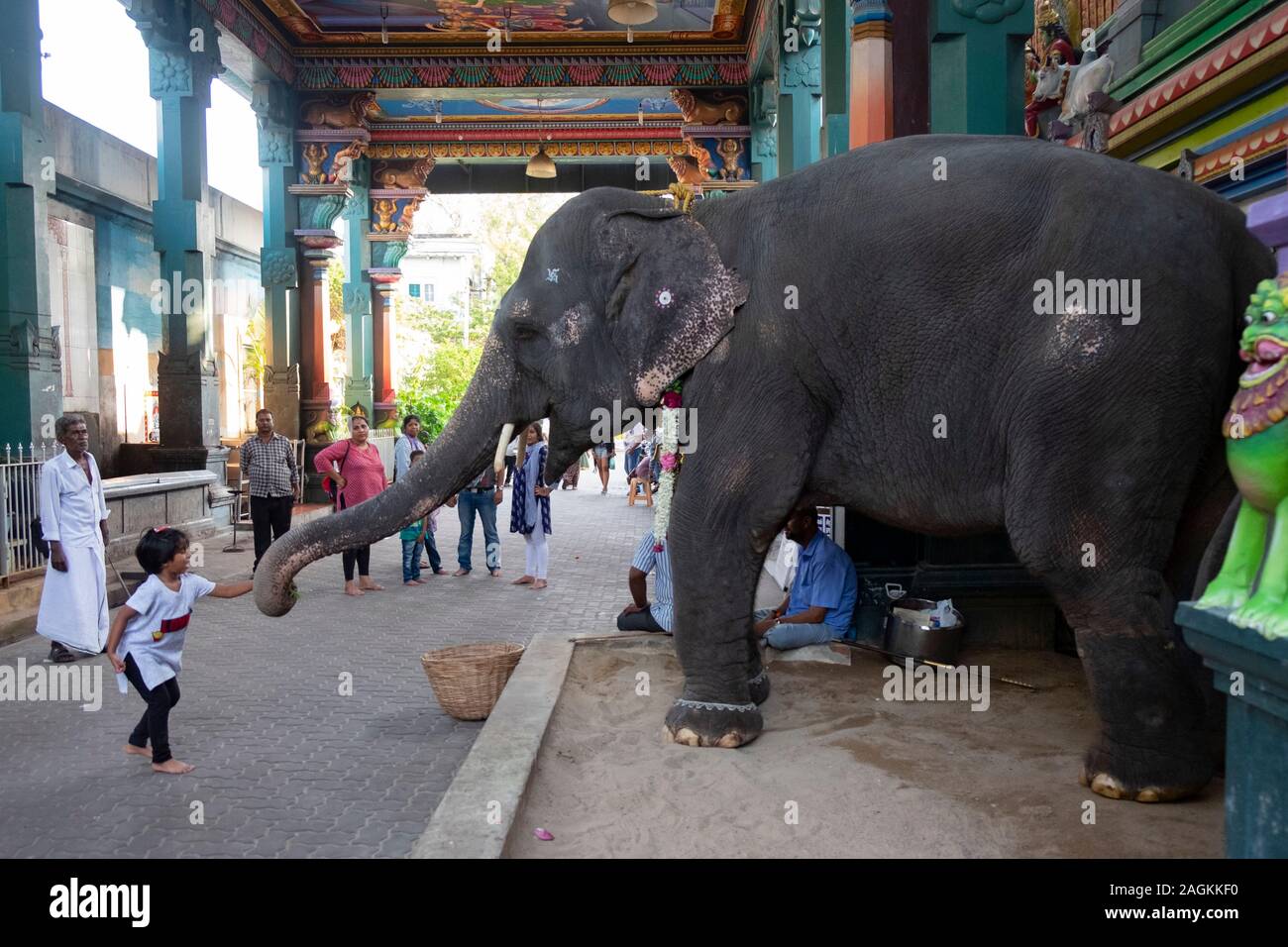 Elephant Lakshmi blessing devotees outside Manakula Vinayagar Temple in ...