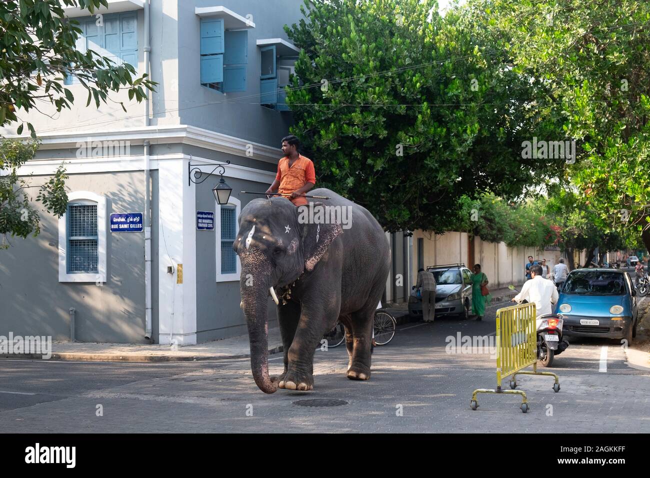 Elephant Lakshmi on his way to the Manakula Vinayagar Temple in ...