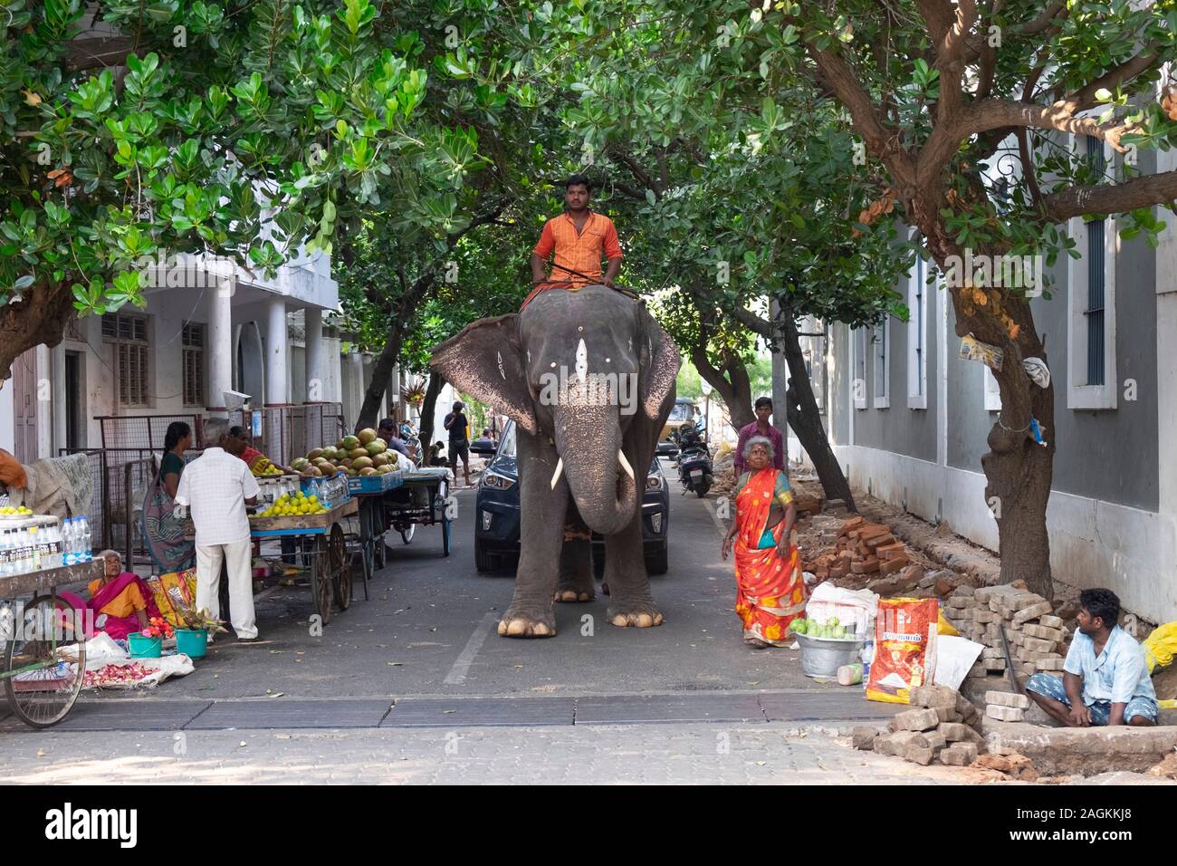 Temple elephant Lakshmi on his way to the Manakula-Vinayagar-Tempel in ...