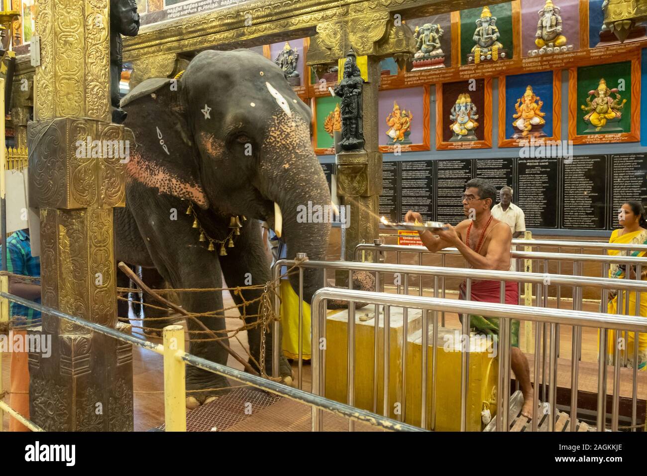 Priest worshipping elephant Lakshmi in Manakula Vinayagar Temple ...