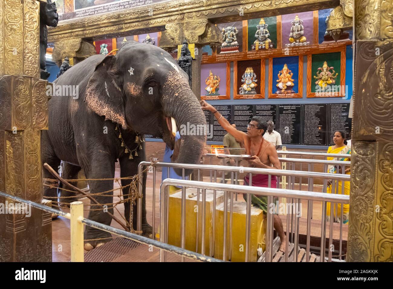 Priest worshipping elephant Lakshmi in Manakula Vinayagar Temple ...