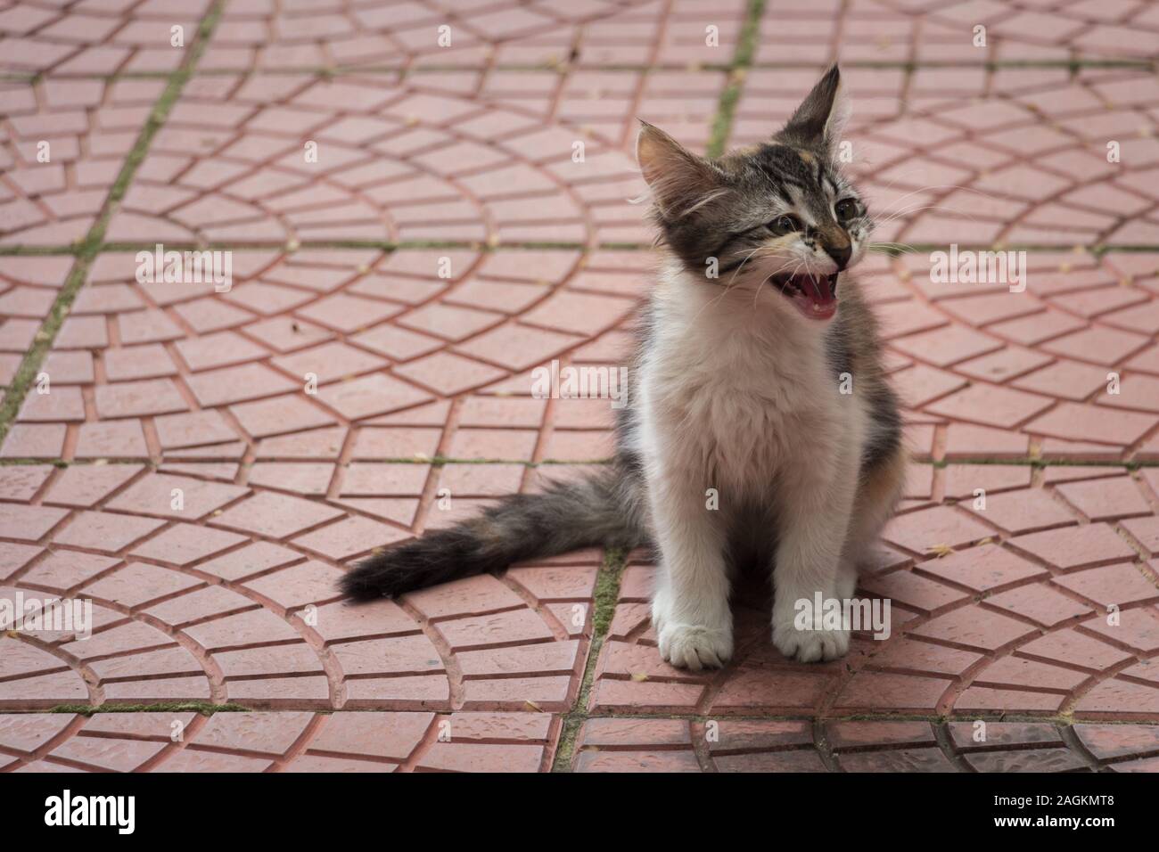 Cute little kitten meowing outdoor Stock Photo - Alamy