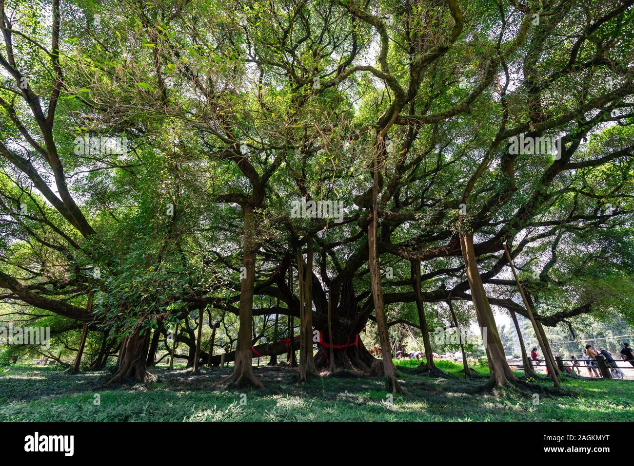 Yangshuo, China - August 2019 : Huge Banyan tree growing in Shi Li Hua ...