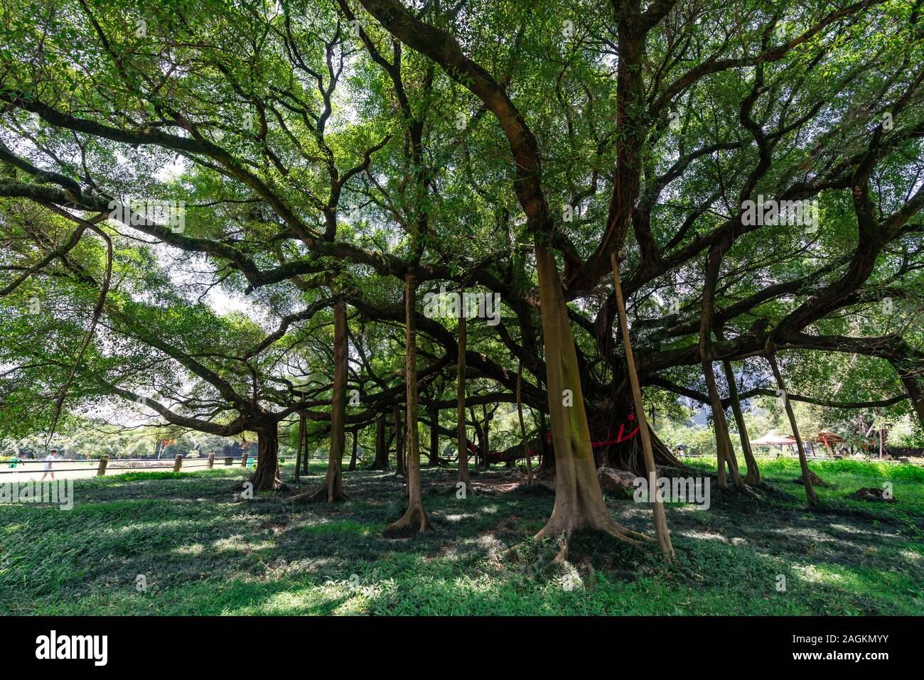 Yangshuo, China - August 2019 : Huge Banyan tree growing in Shi Li Hua ...