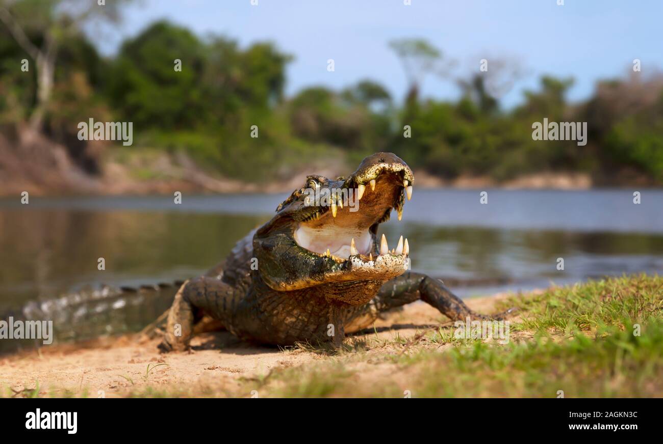 Close up of a Yacare caiman (Caiman yacare) with open mouth on a river ...