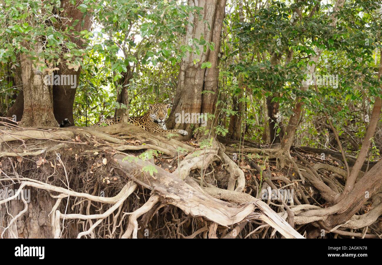 Tree roots at riverbank hi-res stock photography and images - Alamy
