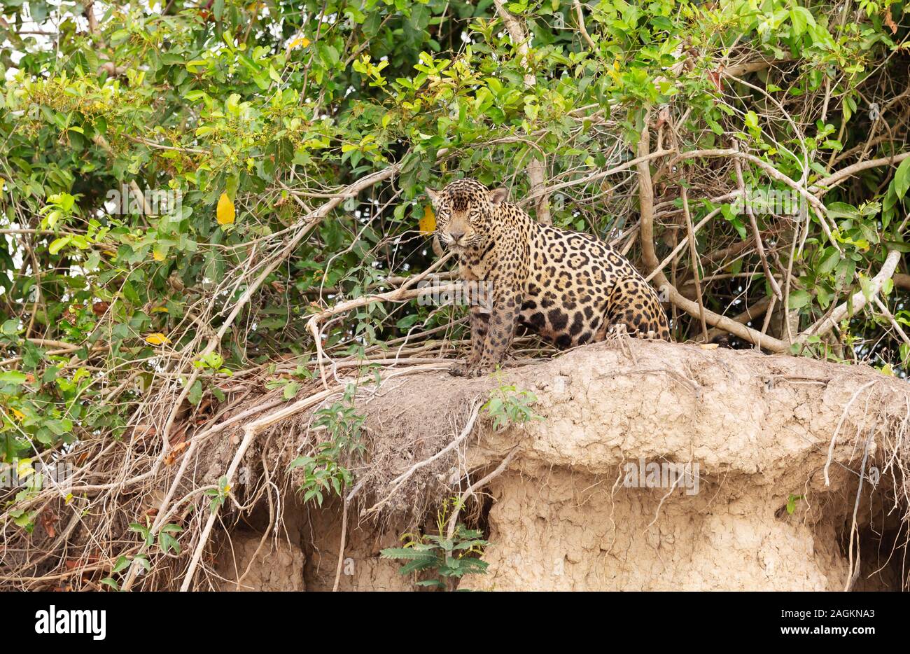 Jaguar sitting hi-res stock photography and images - Alamy