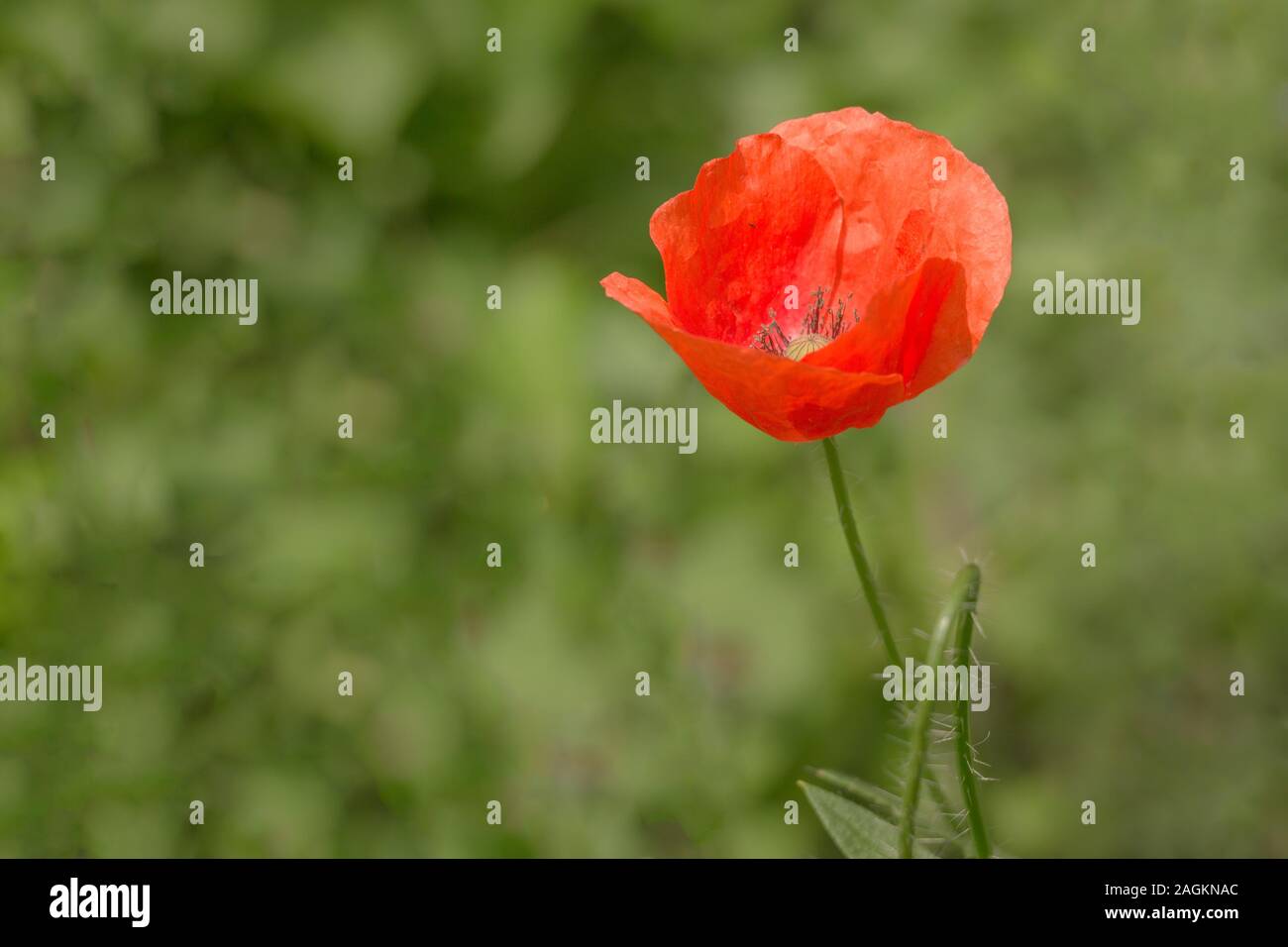 Poopy plant hi-res stock photography and images - Alamy