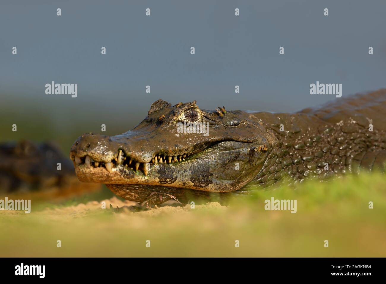 Close up of a Yacare caiman (Caiman yacare) on a river bank, South ...