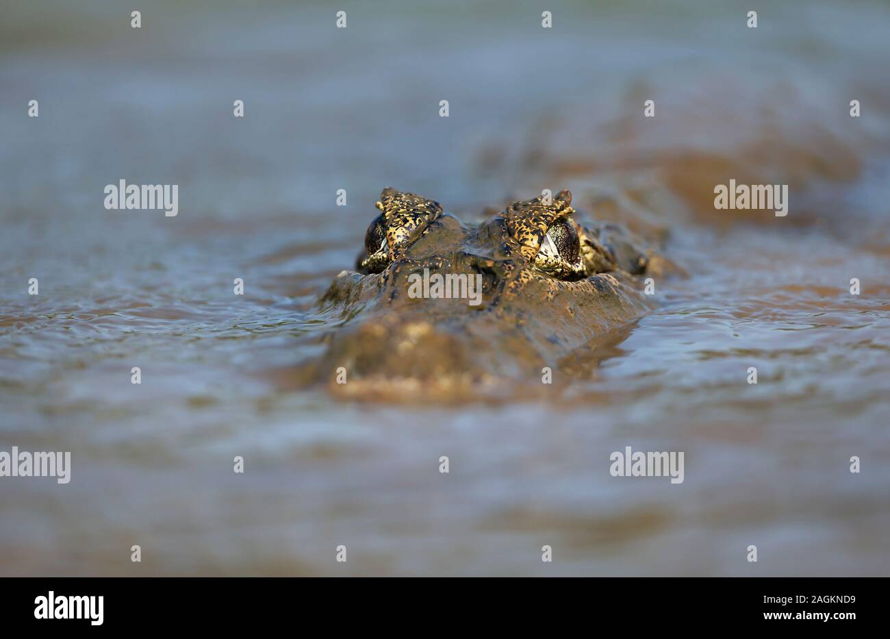 Close up of a Yacare caiman (Caiman yacare) swimming in water, South ...