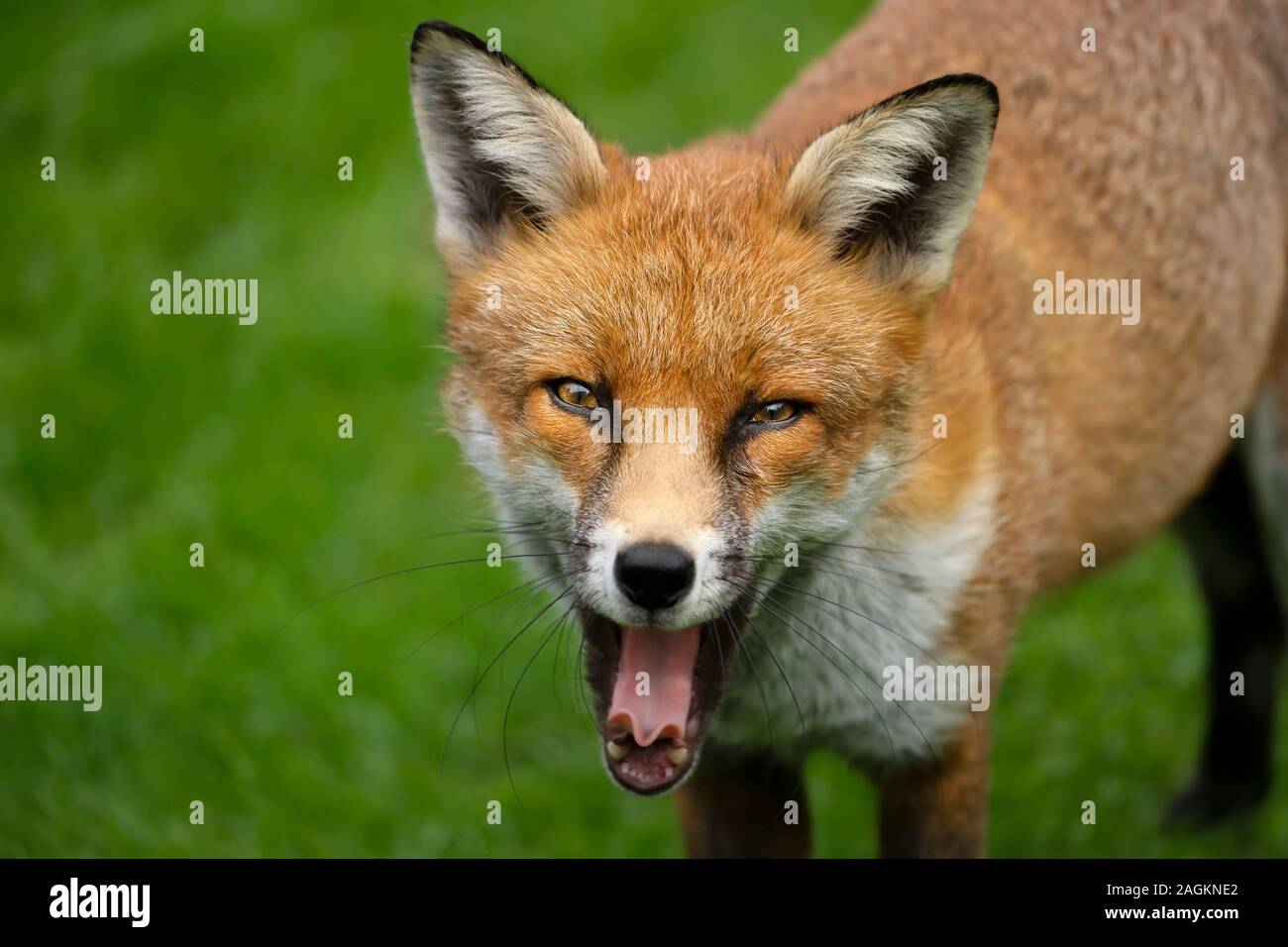 Close up of a red fox (Vulpes vulpes) showing its tongue Stock Photo ...