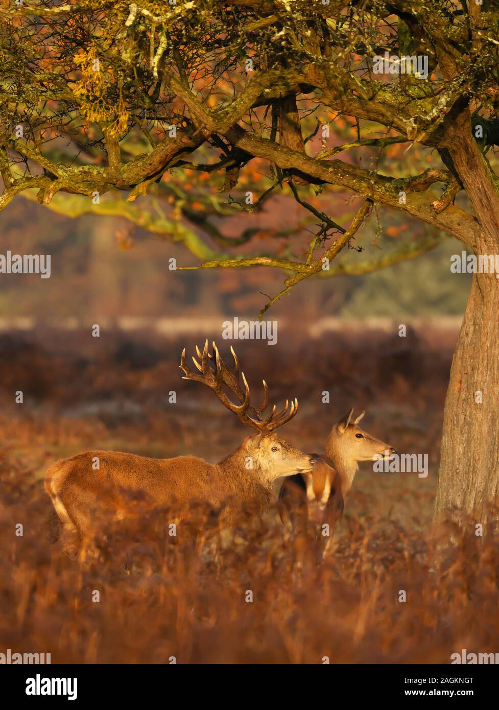 Close-up of a red deer stag with hind during rutting season in autumn ...
