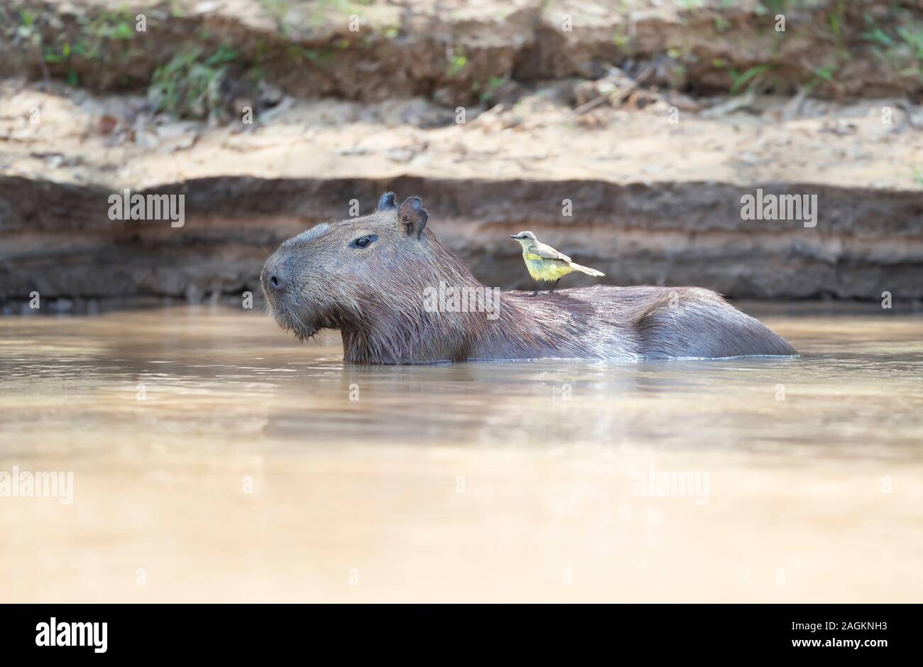 Close up of a Capybara in water with a yellow bird on a back, South ...