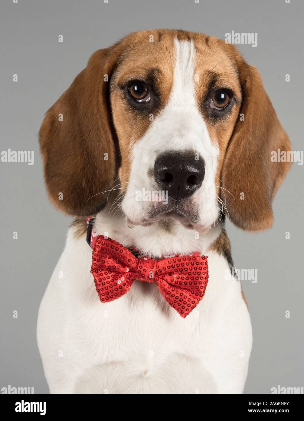 The best dressed Beagle in town! UK Stock Photo - Alamy