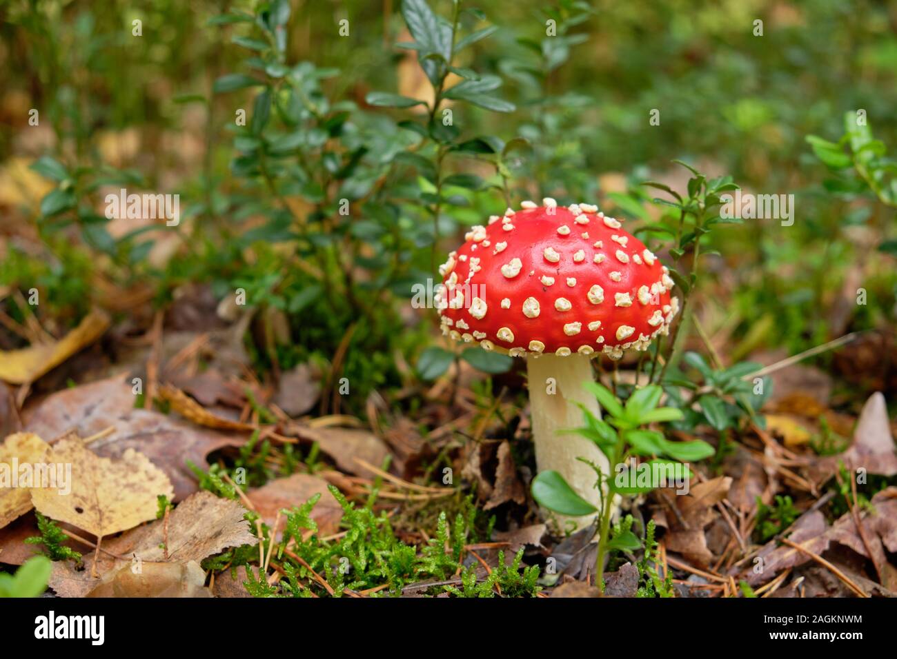 A beautiful little red fly agaric mushroom standing in a mixed forest ...