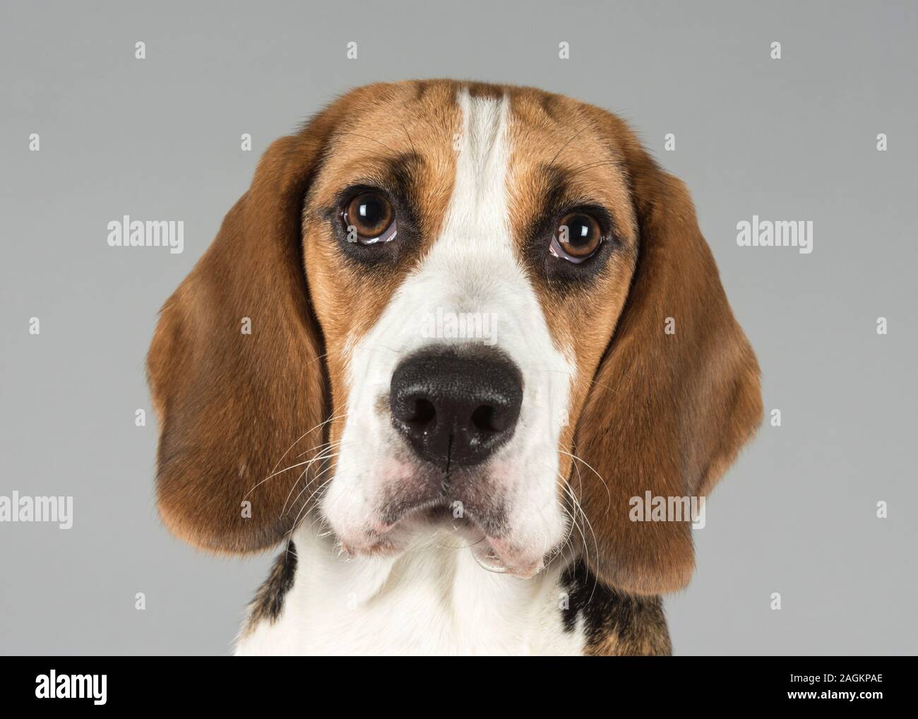 Sad beagle looking up hi-res stock photography and images - Alamy