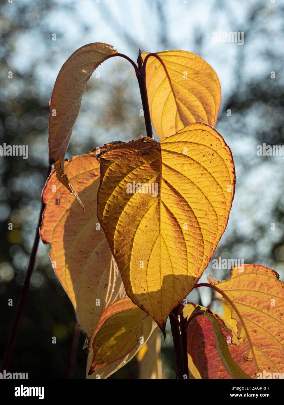 Dogwood Leaves High Resolution Stock Photography and Images - Alamy