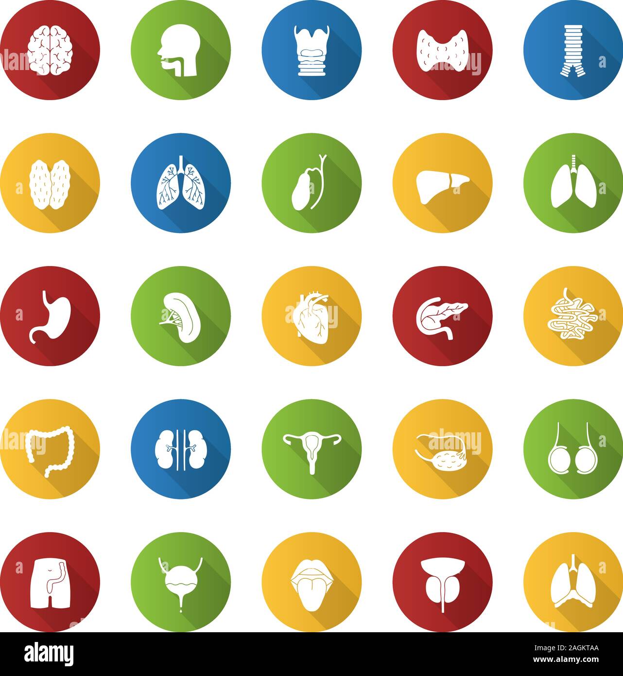 Internal organs flat design long shadow glyph icons set. Respiratory ...